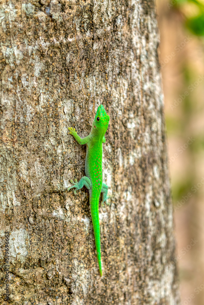 Koch's giant day gecko (Phelsuma kochi), endemic species of gecko, a ...