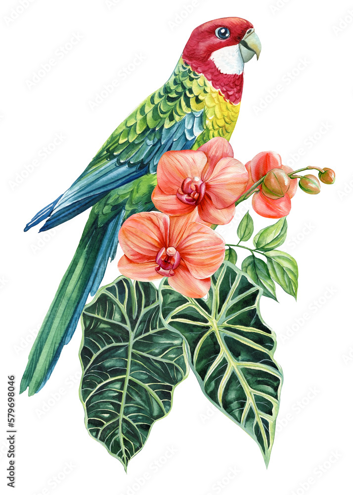 Beautiful tropical bird watercolor hand drawing painting. Rosella ...