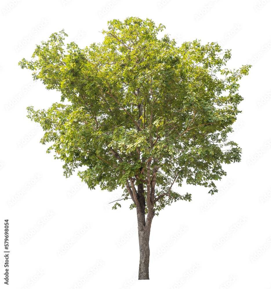Green tree isolated on transparent background with clipping path ...