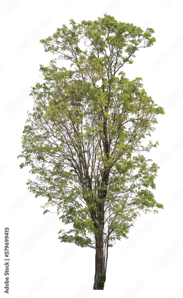 Green tree isolated on transparent background with clipping path ...