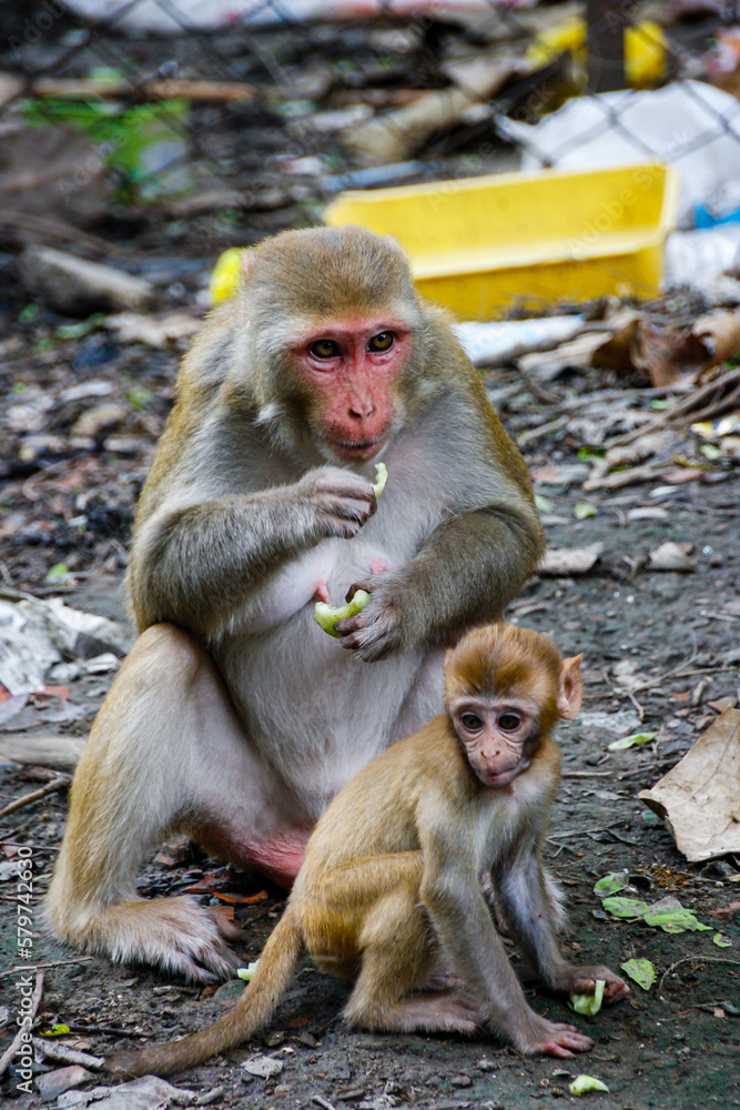 Mona sentada comiendo pepinos con su cría de mono pequeña en medio de ...