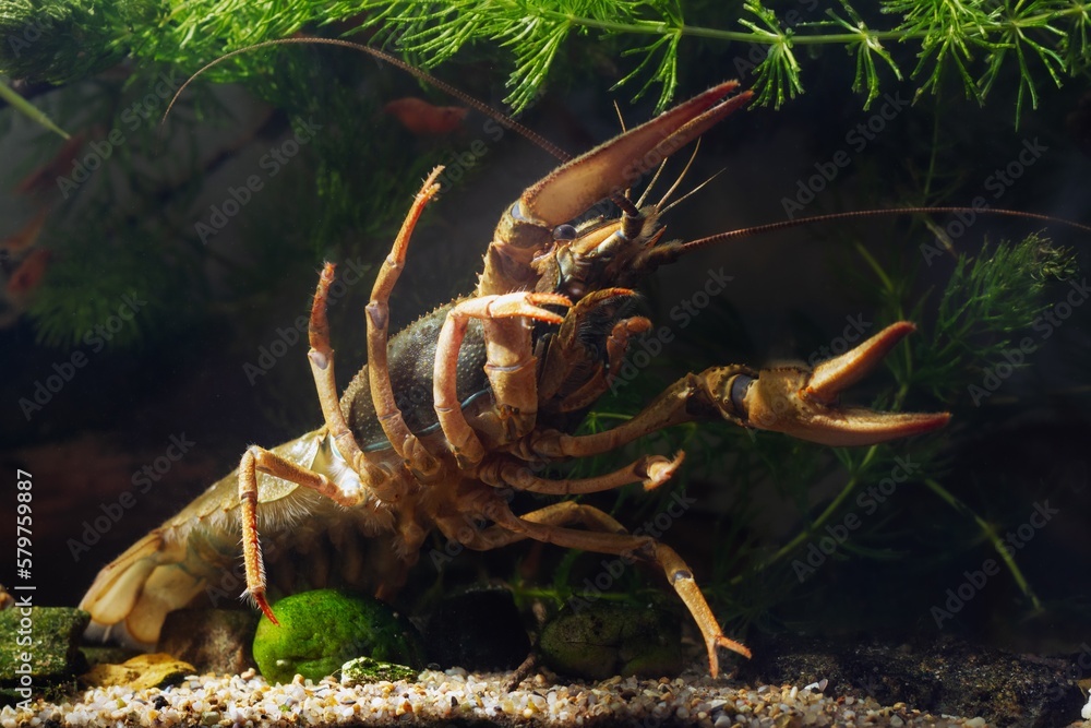 Danube crayfish female big claw in threaten pose, hornwort vegetation ...
