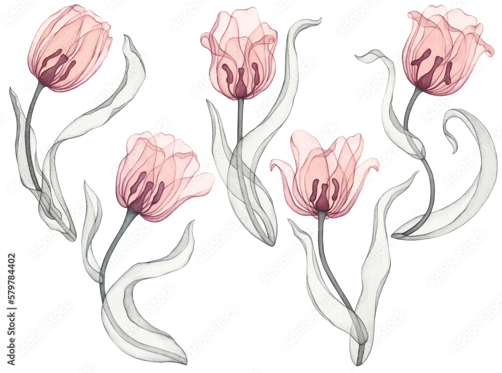 Transparent flowers set, watercolor pink tulips illustrations. Spring ...