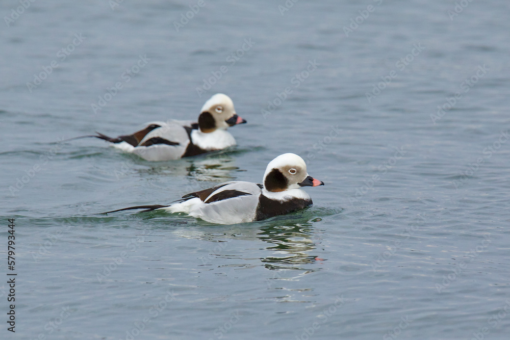 Long-tailed Ducks - a pair of sea ducks swimming just off shore at the ...
