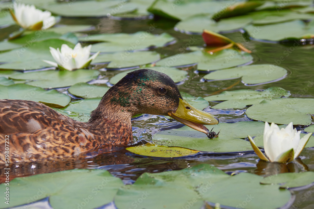 Duck hunts and eats big insect in water lily pond. Stock Photo | Adobe ...