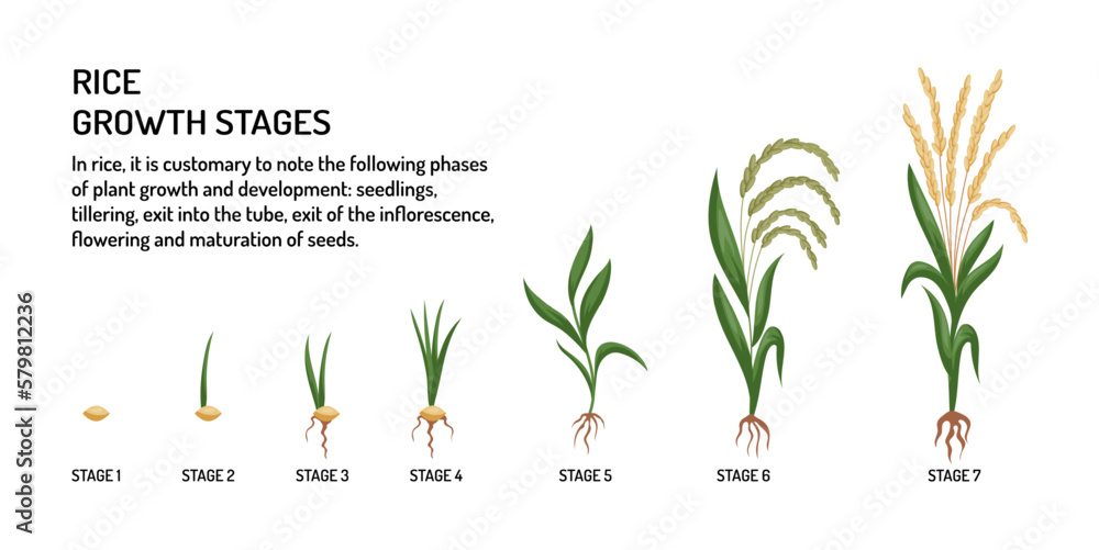 Rice seedlings. Plant sprouts. Food cultivation. Garden germination ...