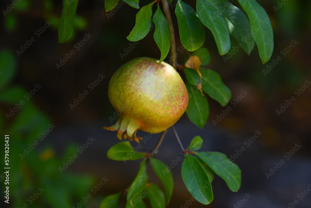 Ripening pomegranate hanging on a tree branch, gleaming in the sun and ...