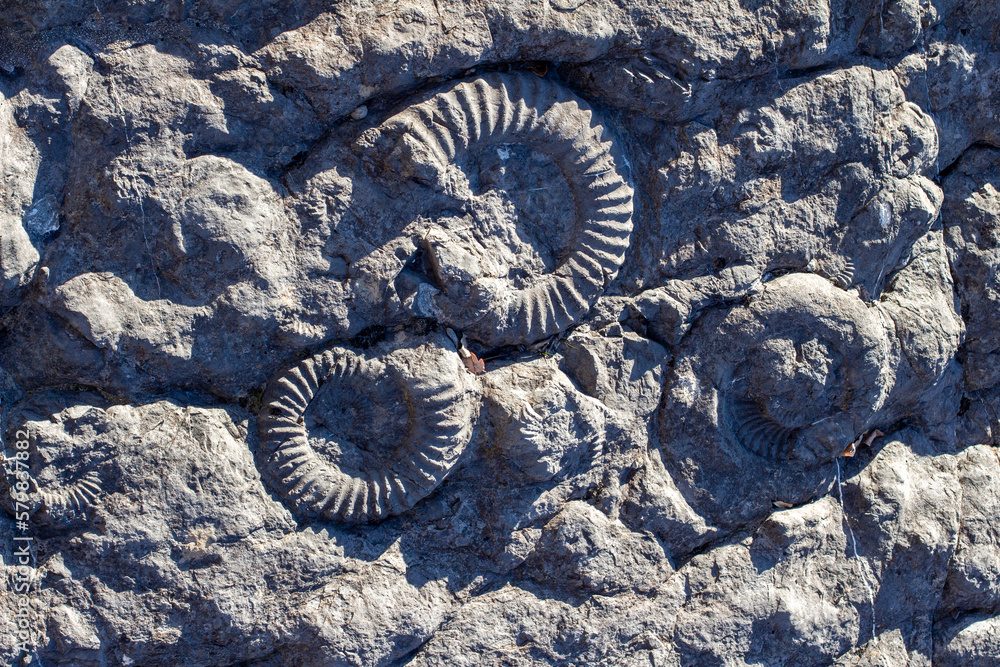 Detail of the dalle aux ammonites (the ammonite slab or wall ...