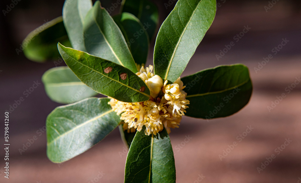 Laurus nobilis, Grecian laurel or sweet true laurel is an aromatic ...