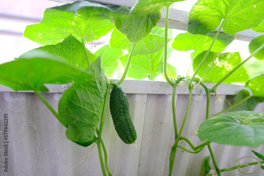 green bunch of ripening cucumbers, Cucumis sativus, edible fruits, tops ...