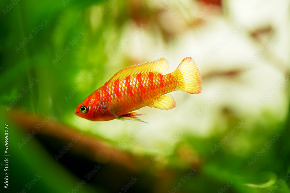 Dario dario red male gender tropical freshwater fish in aquarium. Dwarf ...