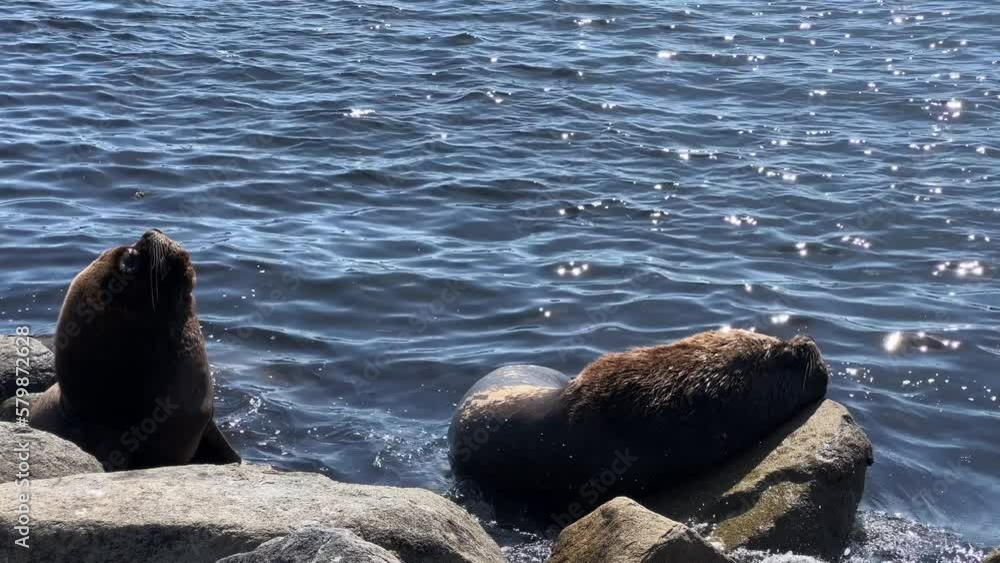 lobos marinos en la costa del oceano pacifico en chile Stock ビデオ ...