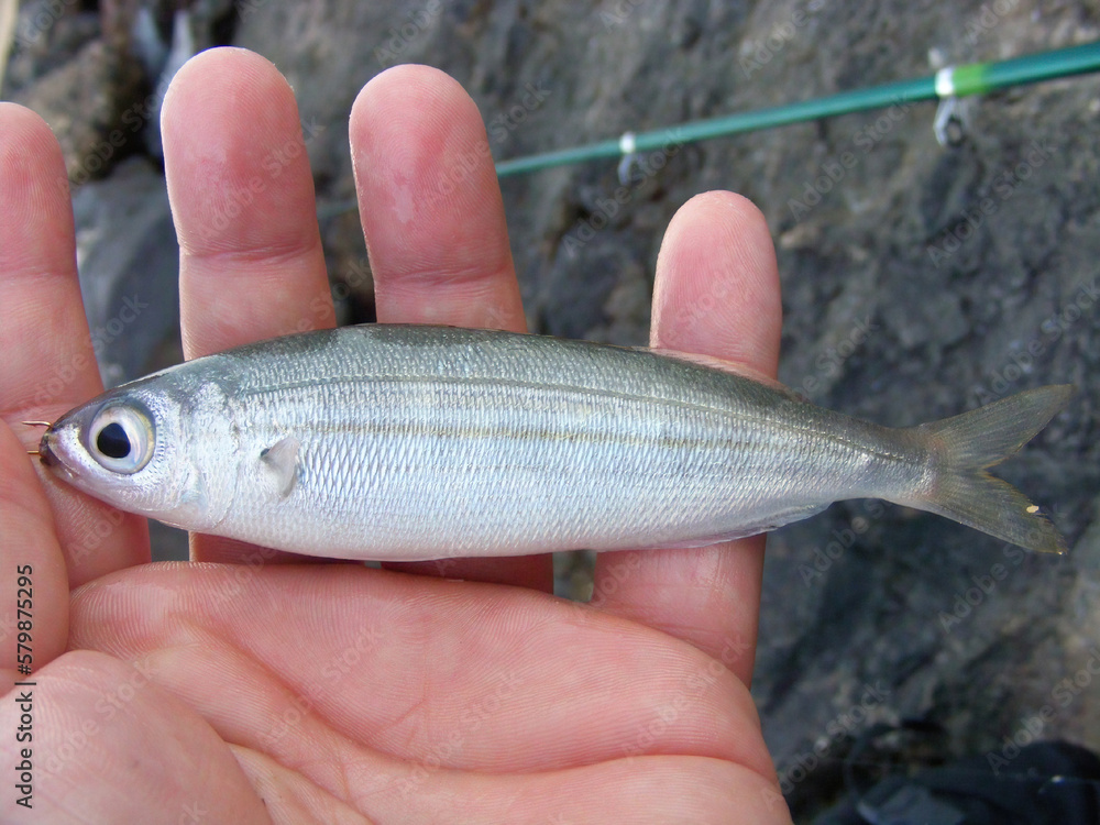 Bogue fish also known as Boops. A fish caught on a fishing rod off the ...