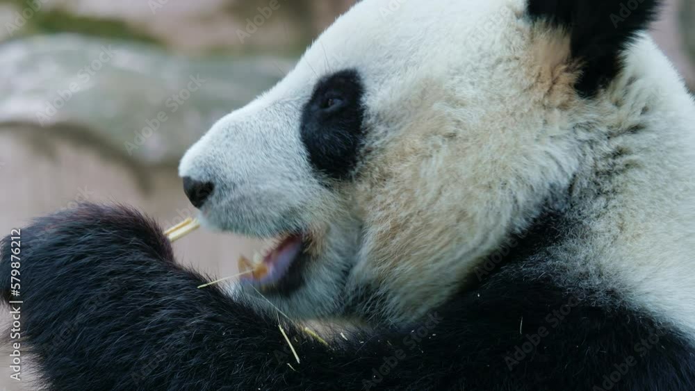 Giant panda bites off, breaks bamboo shoots with teeth, chews on it ...