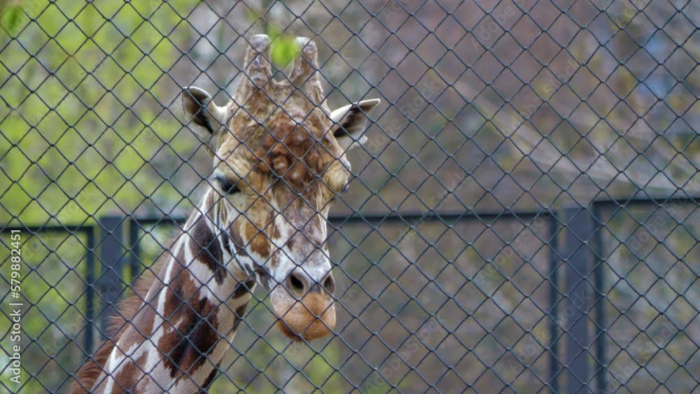 Giraffe looks at camera through chain-link mesh. Portrait of African ...