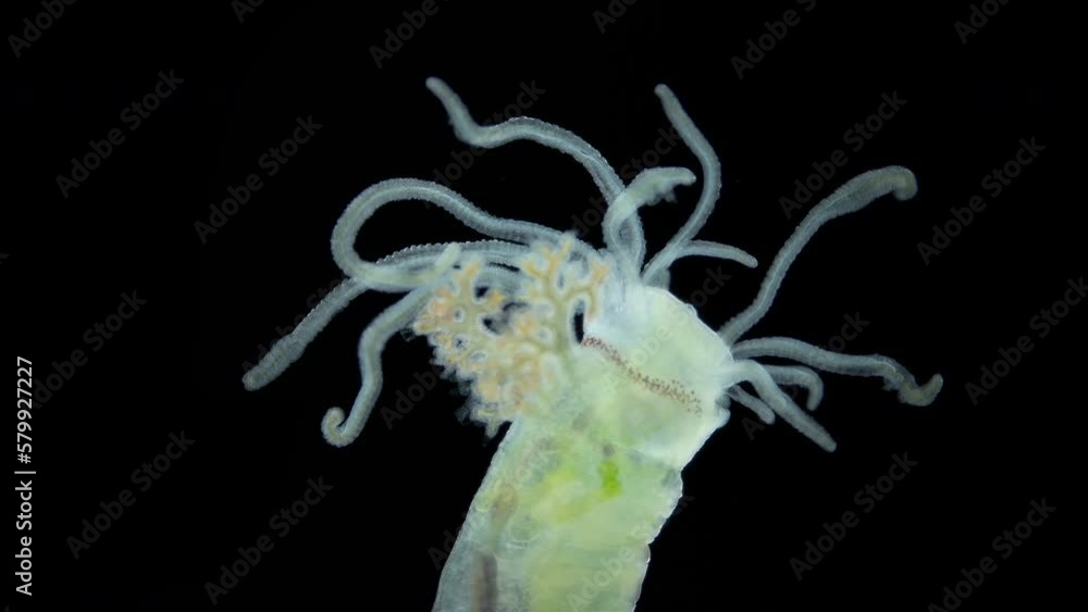 Worm Polychaeta of the family Terebellidae under the microscope has ...
