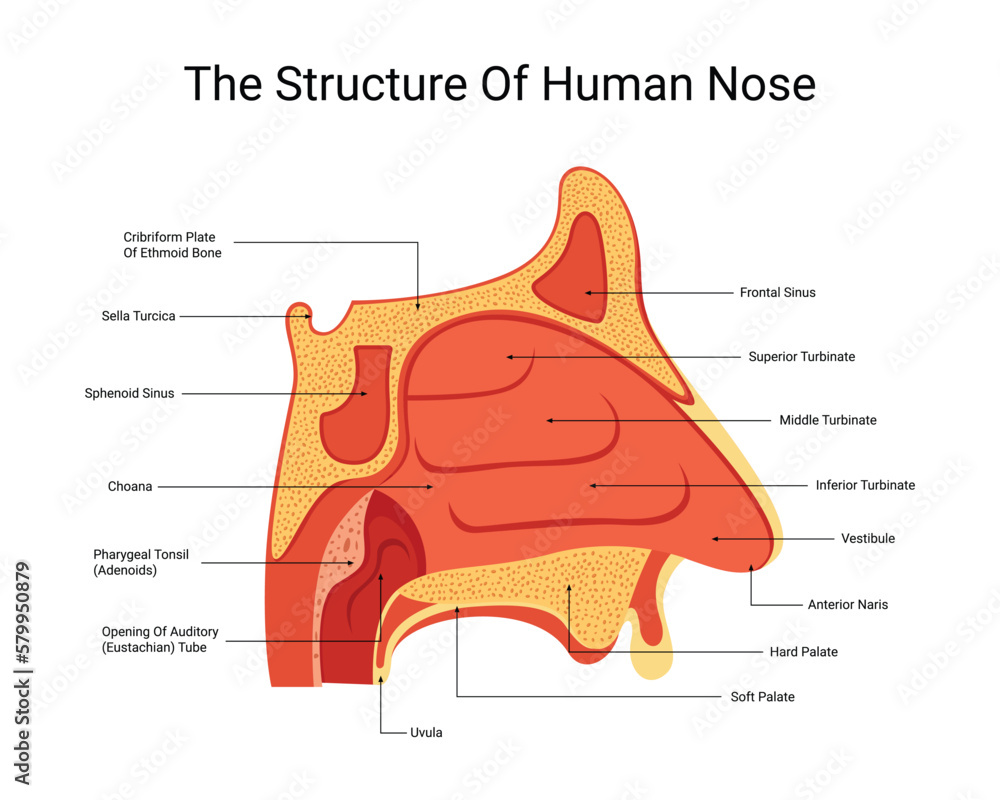 Poster Structure of the human nose vector, human nose anatomy ...