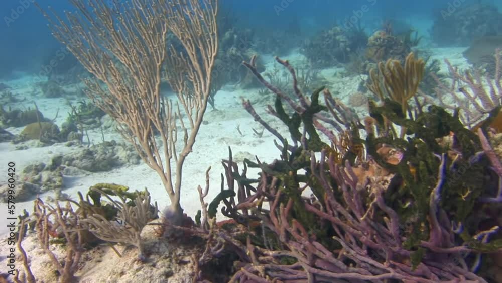 Magnificent coral reefs can be observed underwater. This can involve ...