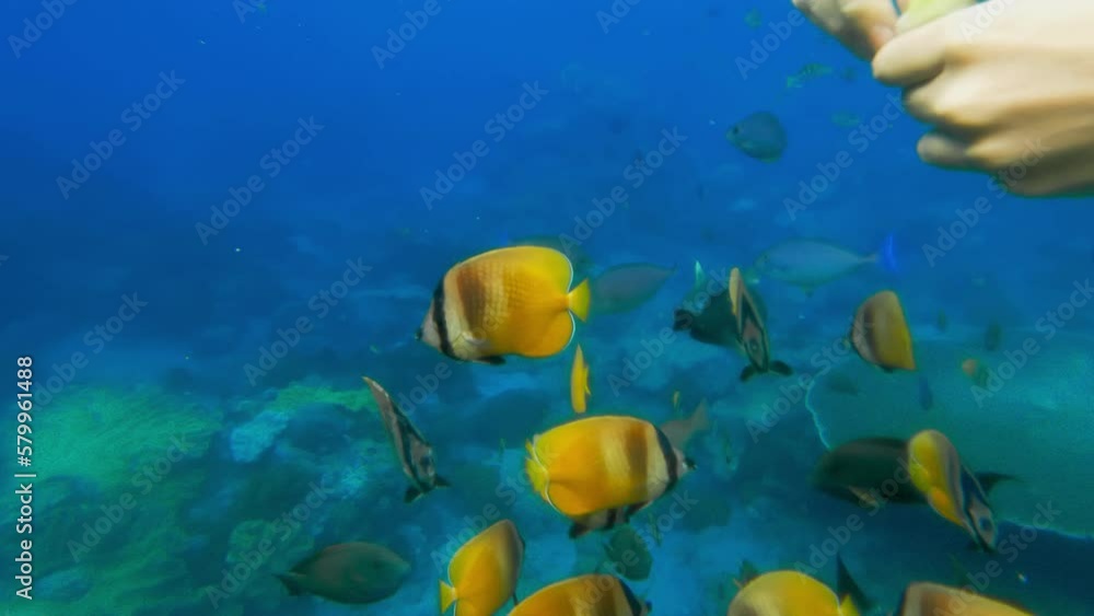 Close up feeding coral surgeon fish underwater. Person hand giving ...