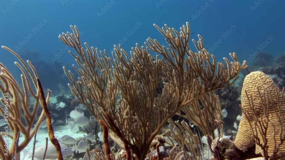 Underwater environment of corals and reefs is stunning natural creation ...