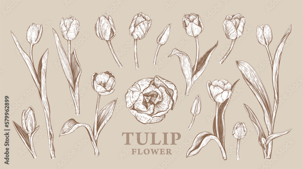 Set of hand drawn Spring Tulip flowers. Vector illustration of plant ...