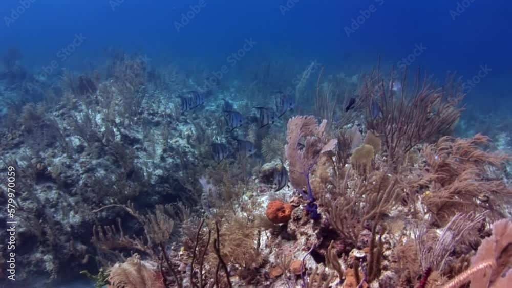 Video „Coral reefs underwater are stunning sight and fishes. These ...