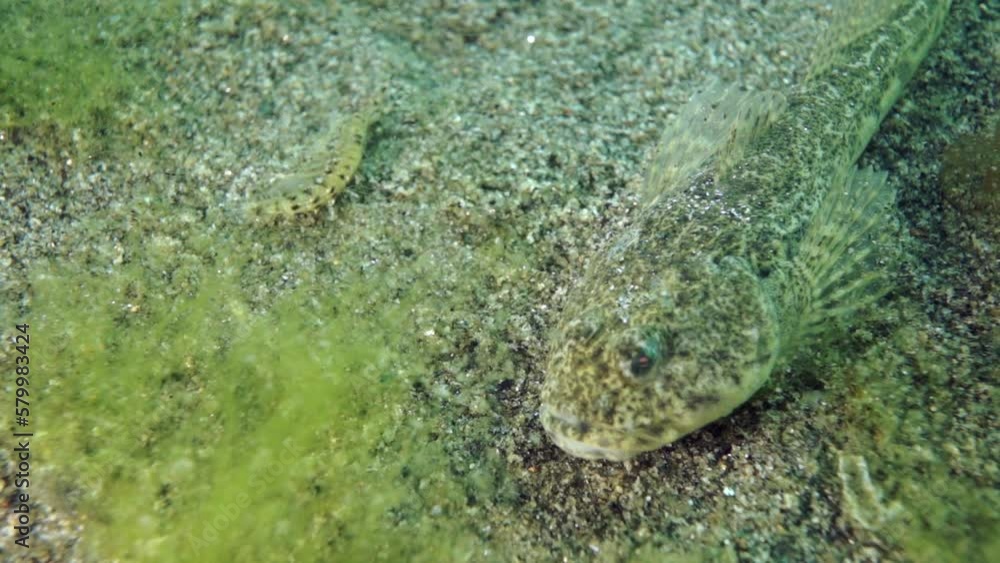 Fish at bottom of deep and great Lake Baikal underwater. Its beautiful ...