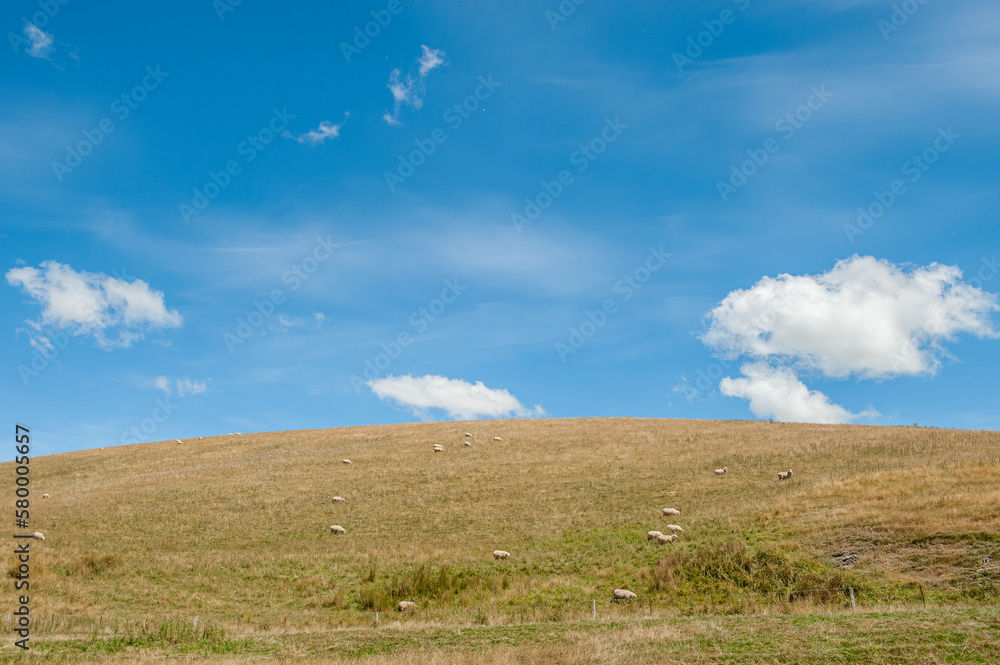 Sheep farming in northern Otago. The number of sheep have fallen in New ...