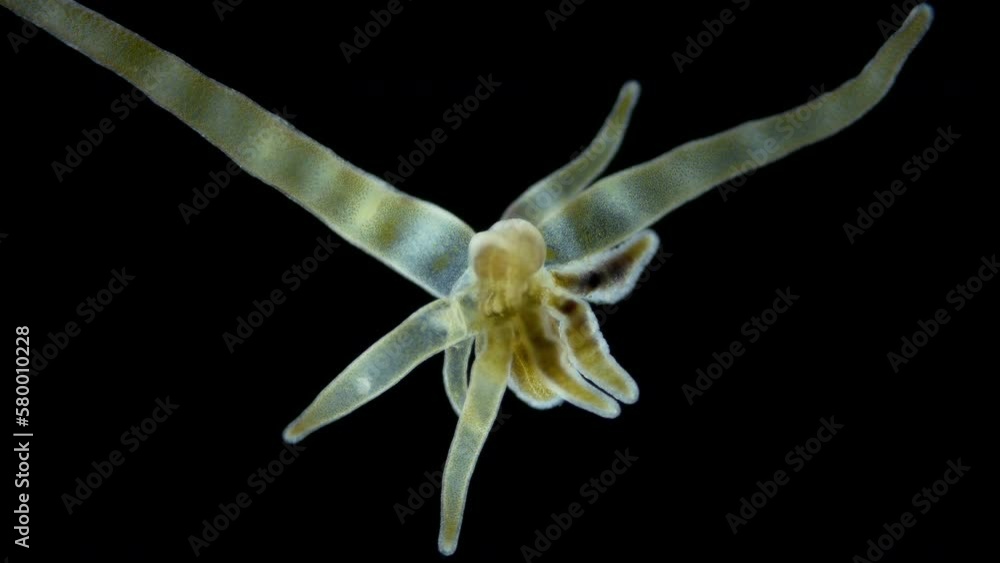 Larva of sea anemone Actiniaria under microscope, class Anthozoa ...