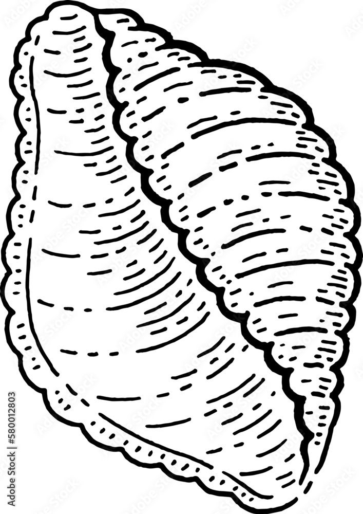 Conchiglie pasta. Engrave sketch conchiglie shell vector. Hand drawn ...