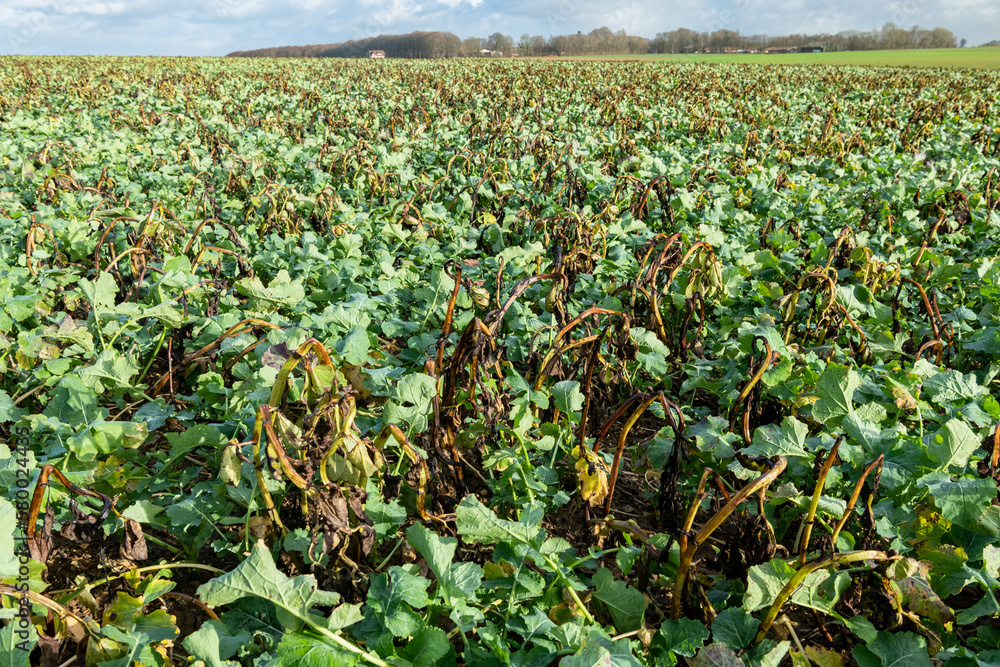 Champ de colza avec CIPAN de féverole en train de geler. Les CIPAN sont ...