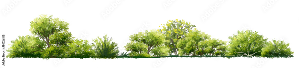 Vector watercolor of green grass side view isolated on white background ...