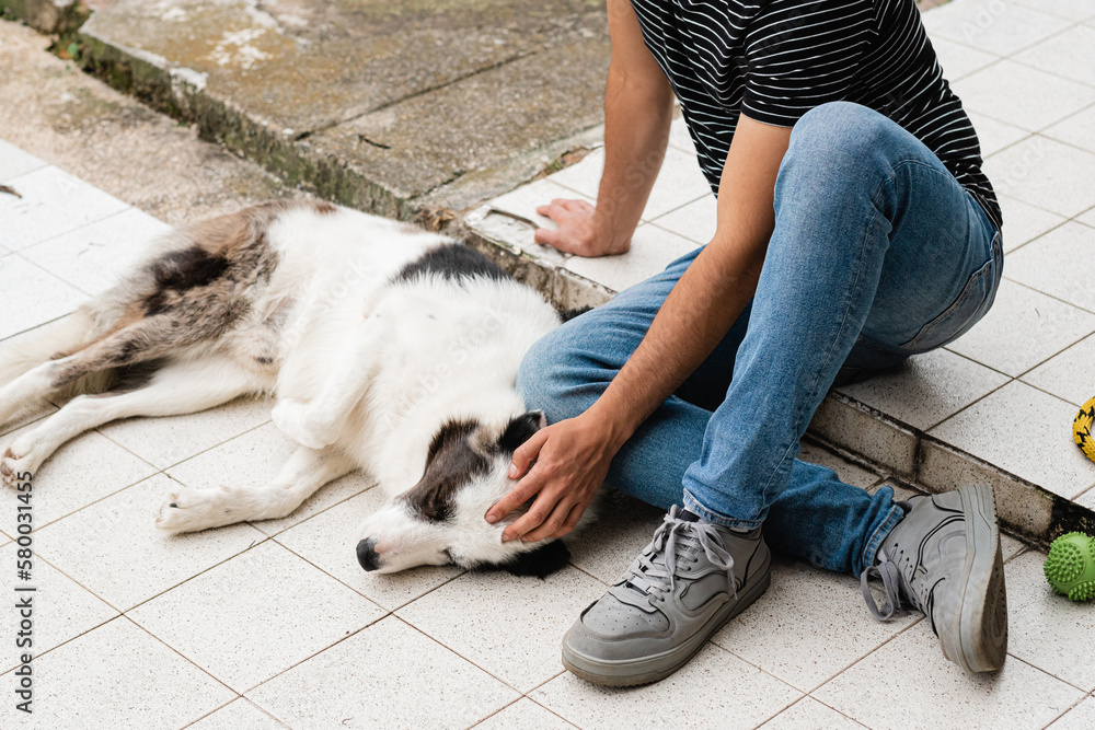 Crop man caressing dog on pavement Stock Photo | Adobe Stock