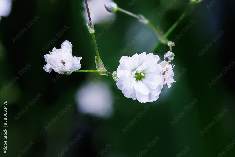 Macro Photography of Gypsophila paniculata flowers Stock Photo | Adobe ...