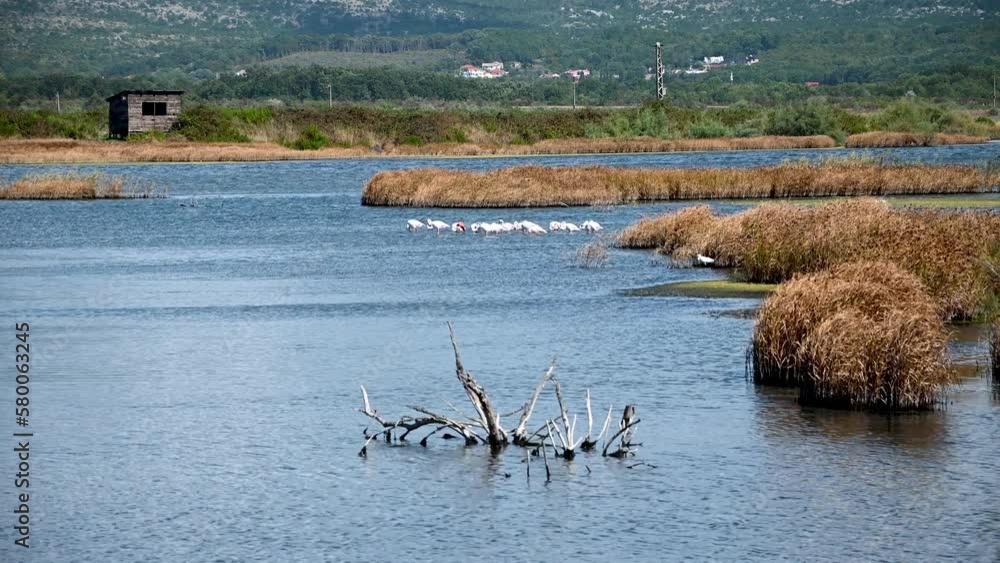 The Ulcinj Salina nature park. Salt pan in Montenegro. Greater ...