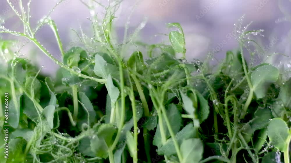 Pea microgreens birth close-up. Green micro plants pisum germination ...