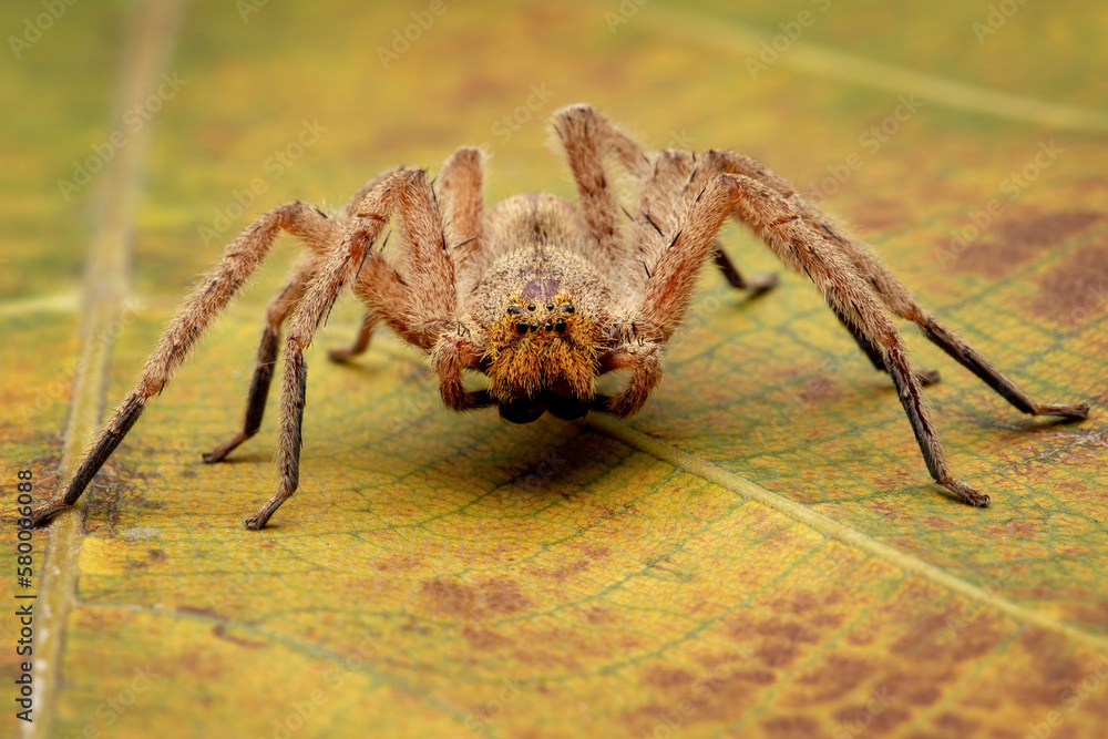 Huntsman spider due to the speed and also known as the giant crab ...