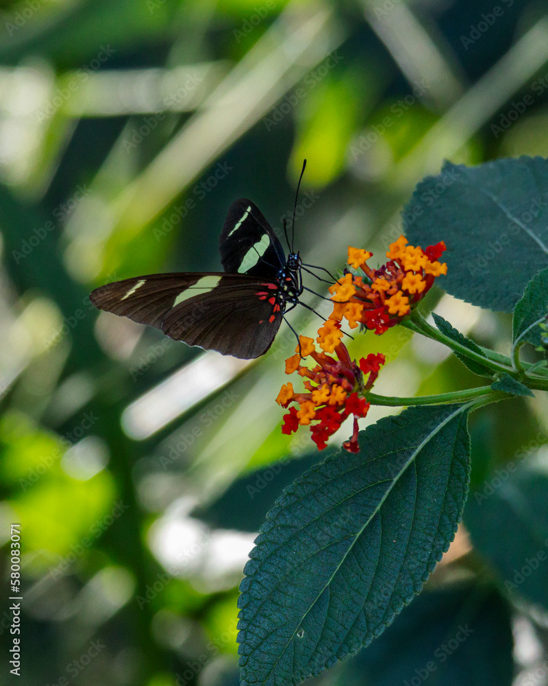 Poster The Sara longwing (Heliconius sara) is a species of neotropical heliconiid butterfly ...