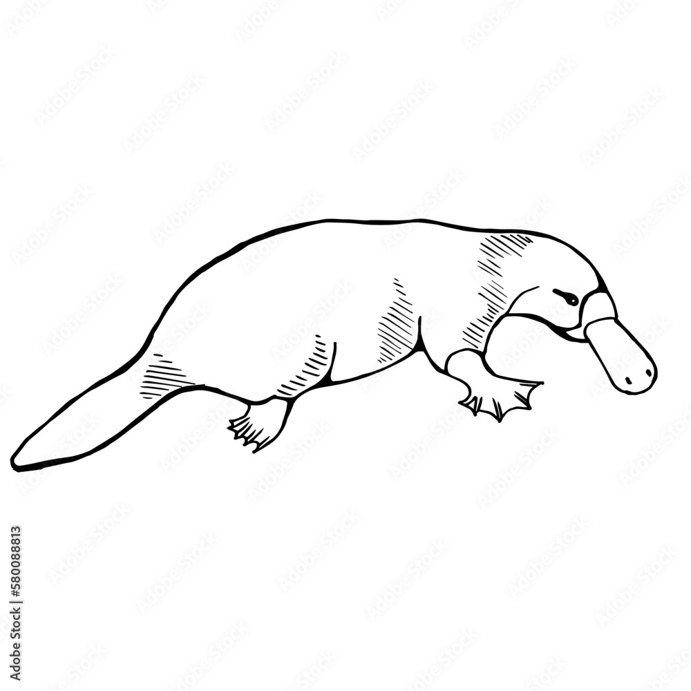 Platypus on the side. Drawing with black lines, marker, line art ...