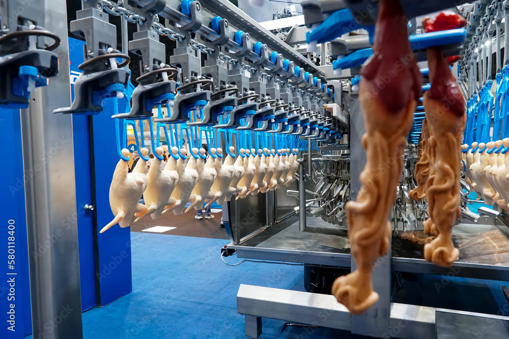 broiler processing line, Chicken factory line, bird chicken factory ...