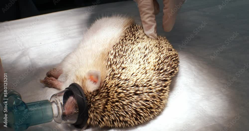 While the hedgehog sleeps under anesthesia with an oxygen mask on its ...