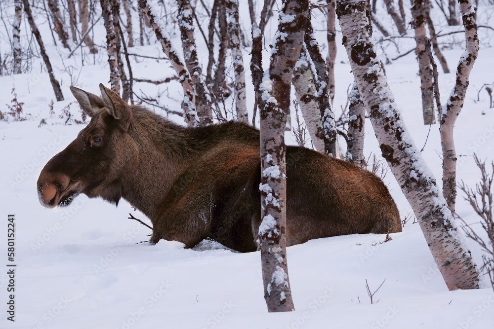 Moose lies among the trees in a winter scenery and looks into the camera. Abisko National Park ...