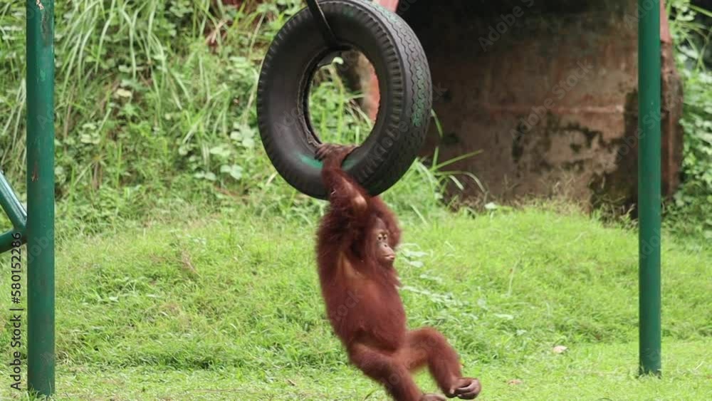 Two Bornean orangutans, siblings, are playing and hugging each other ...