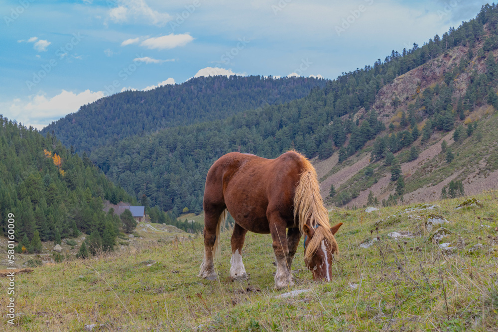 Foto de Caballo español pastando tranquilamente en la montaña, con el ...