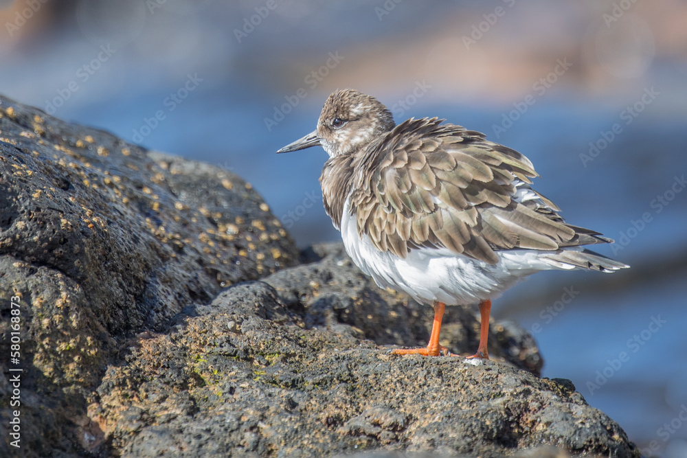 Ruddy Turnstone (Arenaria interpres) is a small wading bird, one of two ...