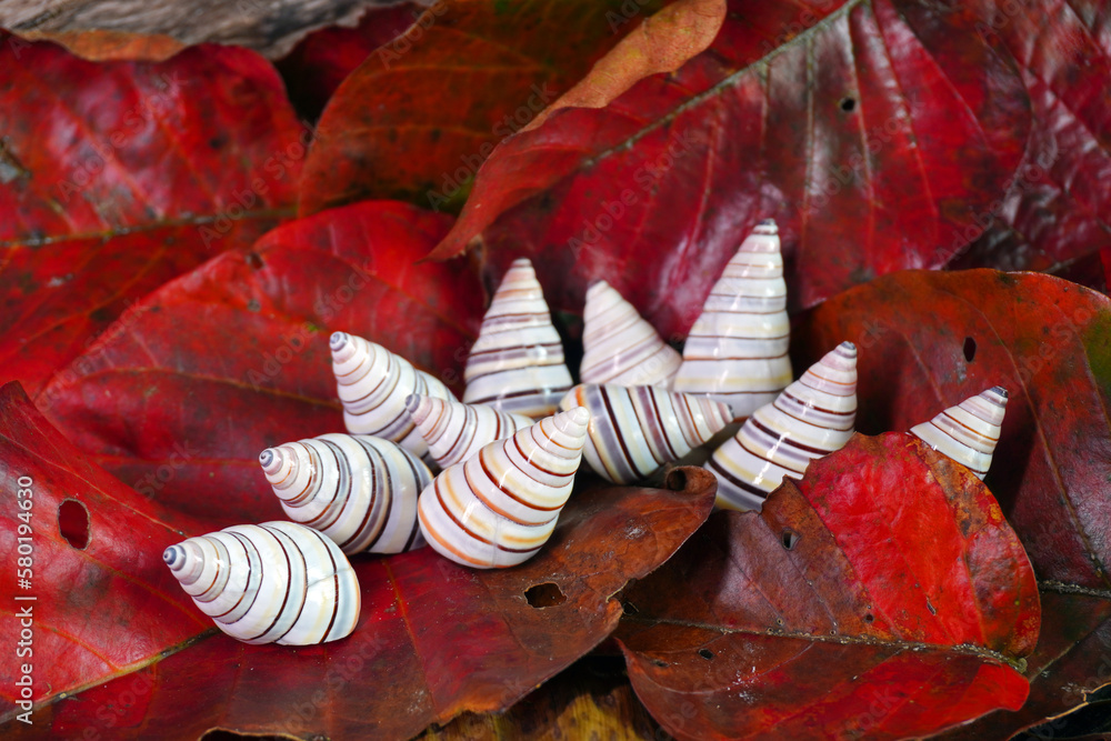Candy Cane Snail Liguus Virgineus Is A Species Of Tree living Snail candy-cane-snail-liguus-virgineus-is-a-species-of-tree-living-snail