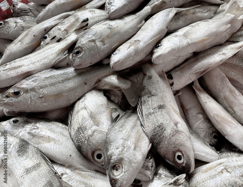 Close-up Fresh king mackerel fish with shell at local seafood market ...