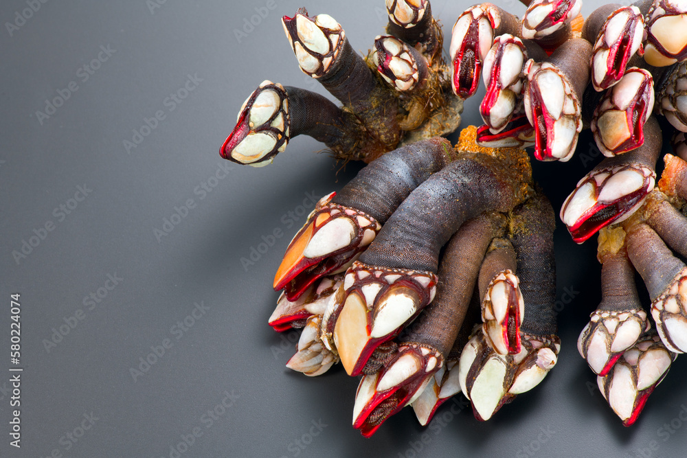 Foto de Barnacles, goose neck barnacle, percebes, gallician barnacles ...