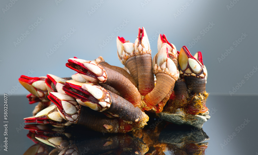 Barnacles, goose neck barnacle, percebes, gallician barnacles ...