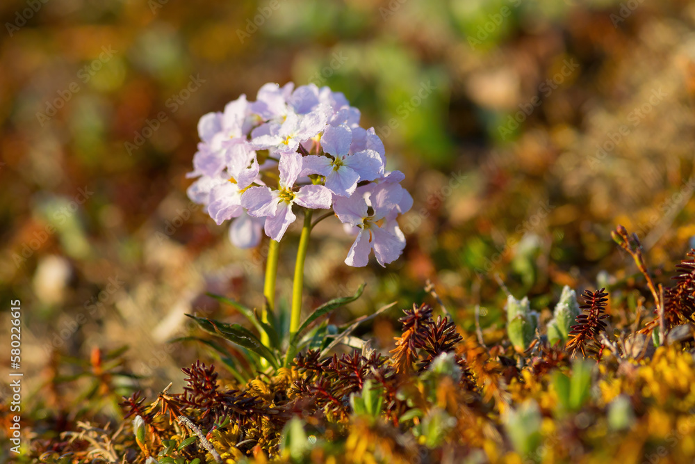 Arctic Tundra Wildflowers